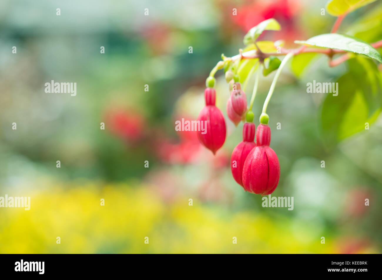 pink purple fuchsia magellanica. hummingbird flower in park. hanging ...