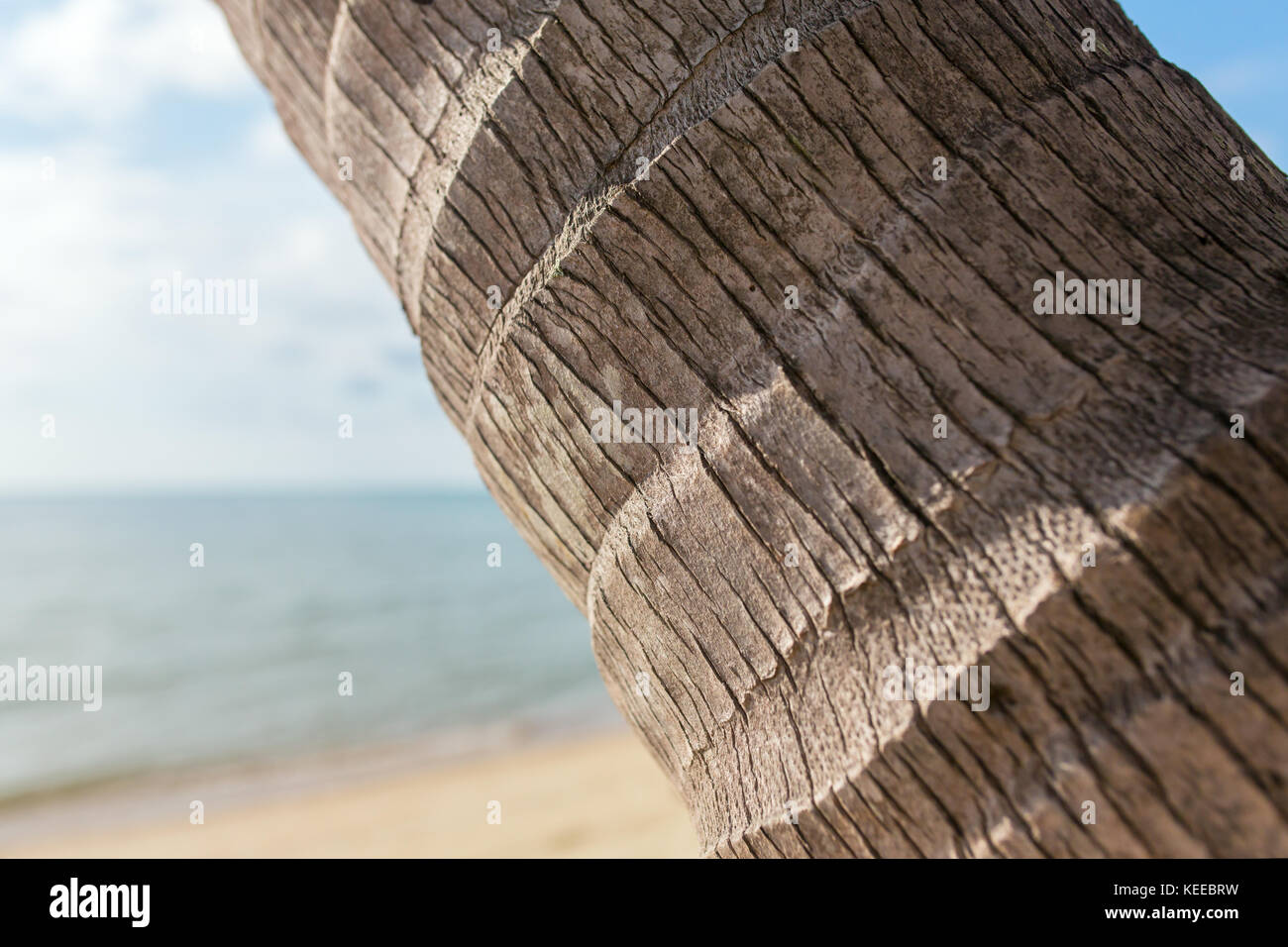 Photo of tree on beach hi-res stock photography and images - Alamy
