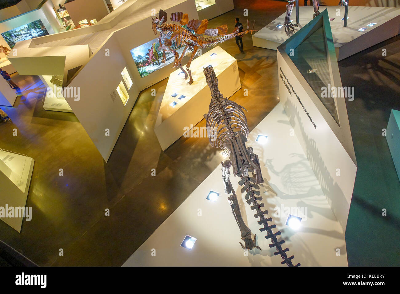 HOUSTON, USA - JANUARY 12, 2017: Top view of bones fossils insise the ...