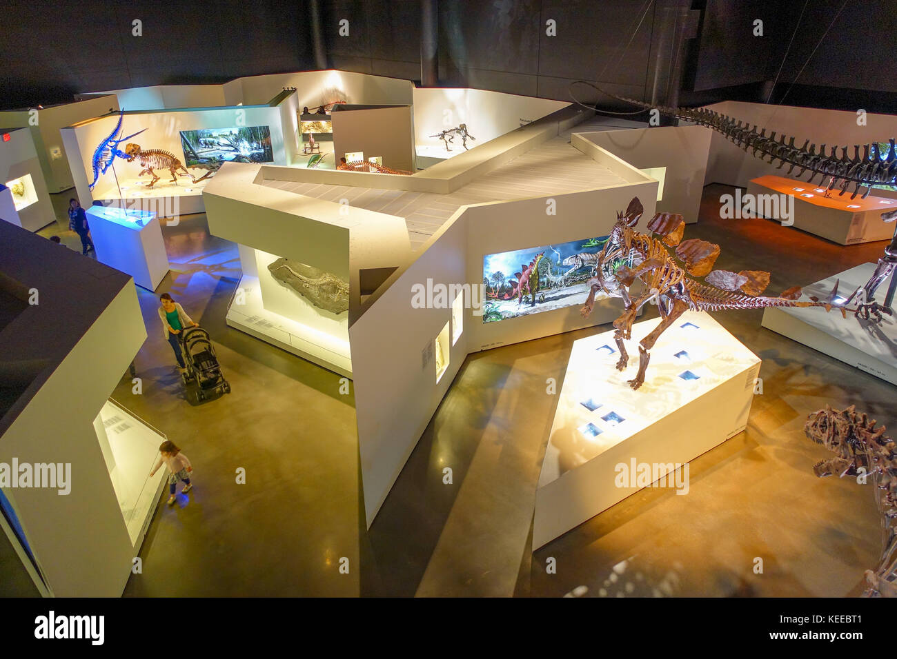 HOUSTON, USA - JANUARY 12, 2017: Top view of bones fossils insise the ...