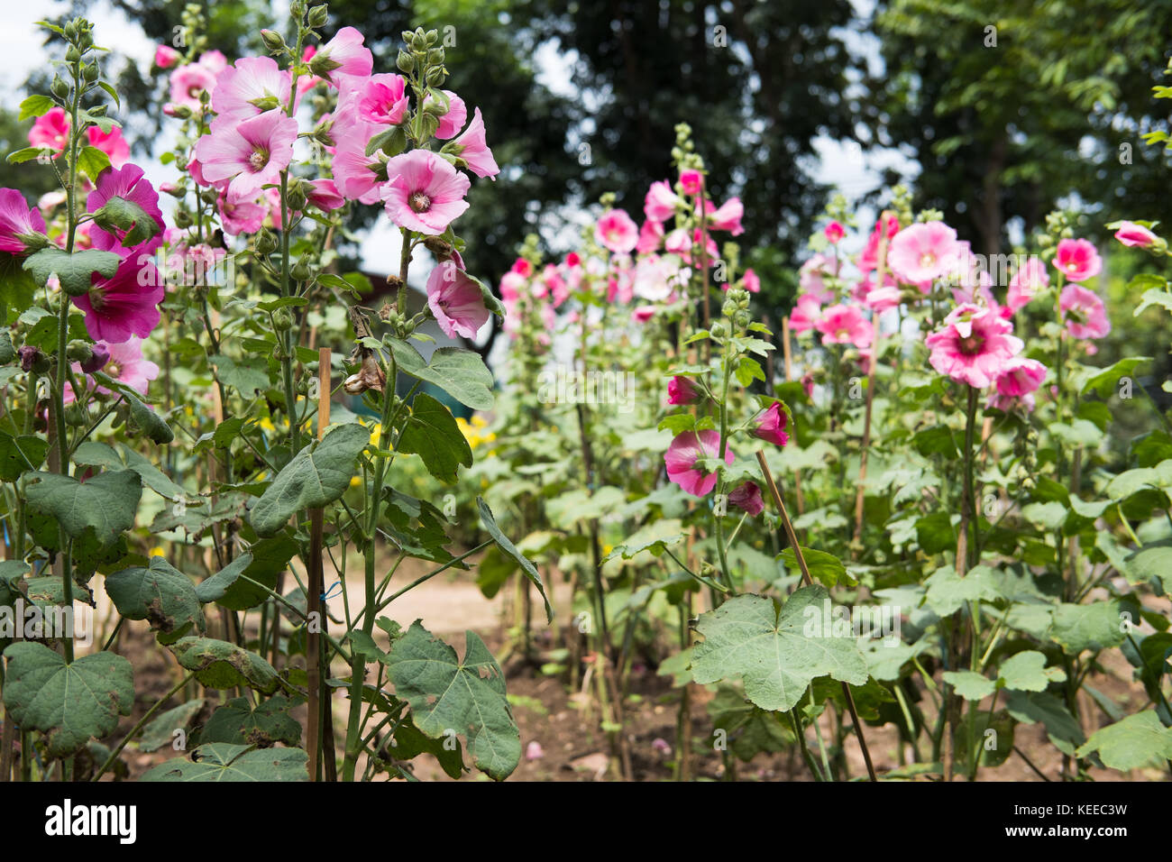 Malva alcea blooming hi-res stock photography and images - Alamy