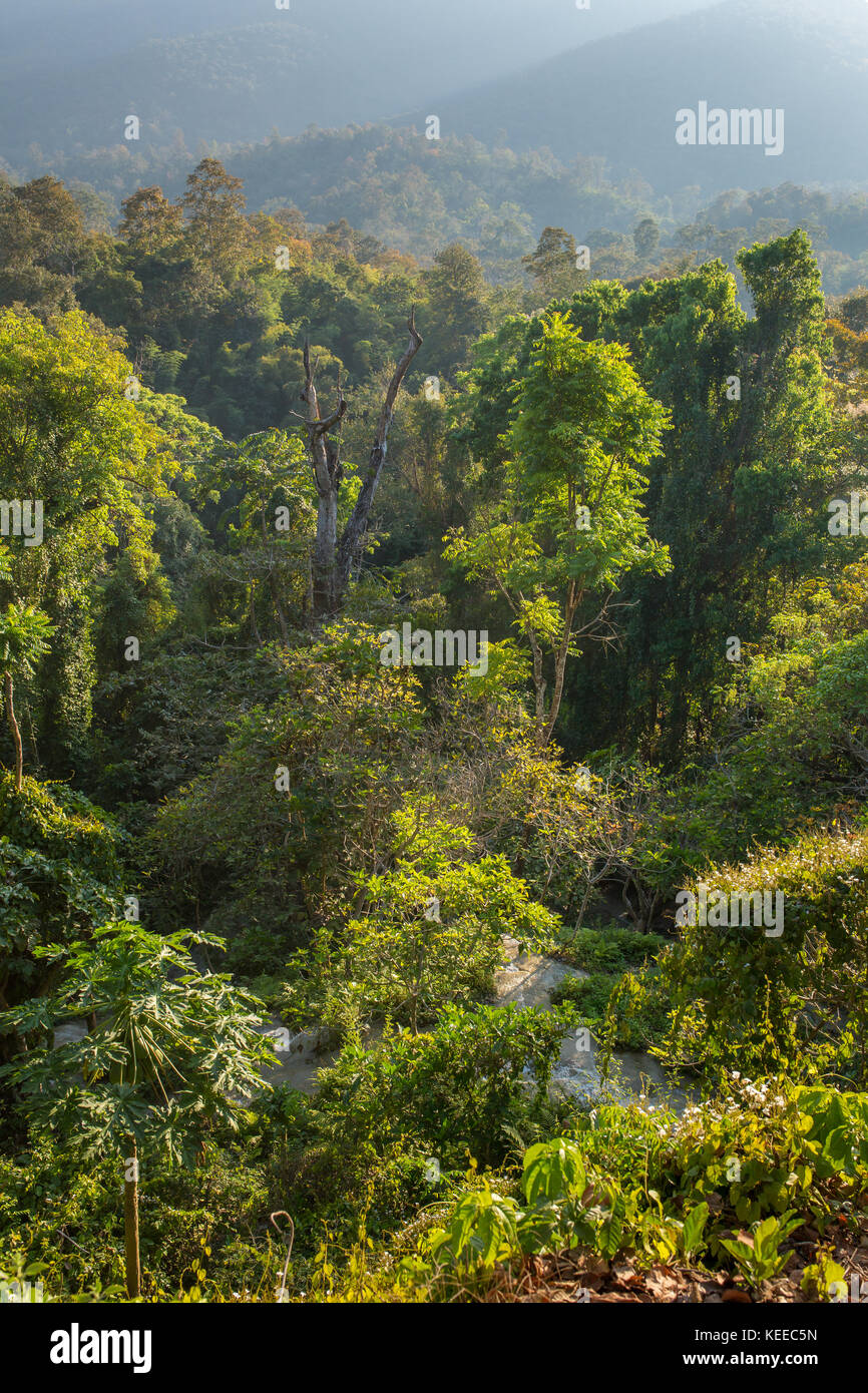Lush green tropical rain forest hi-res stock photography and images - Alamy