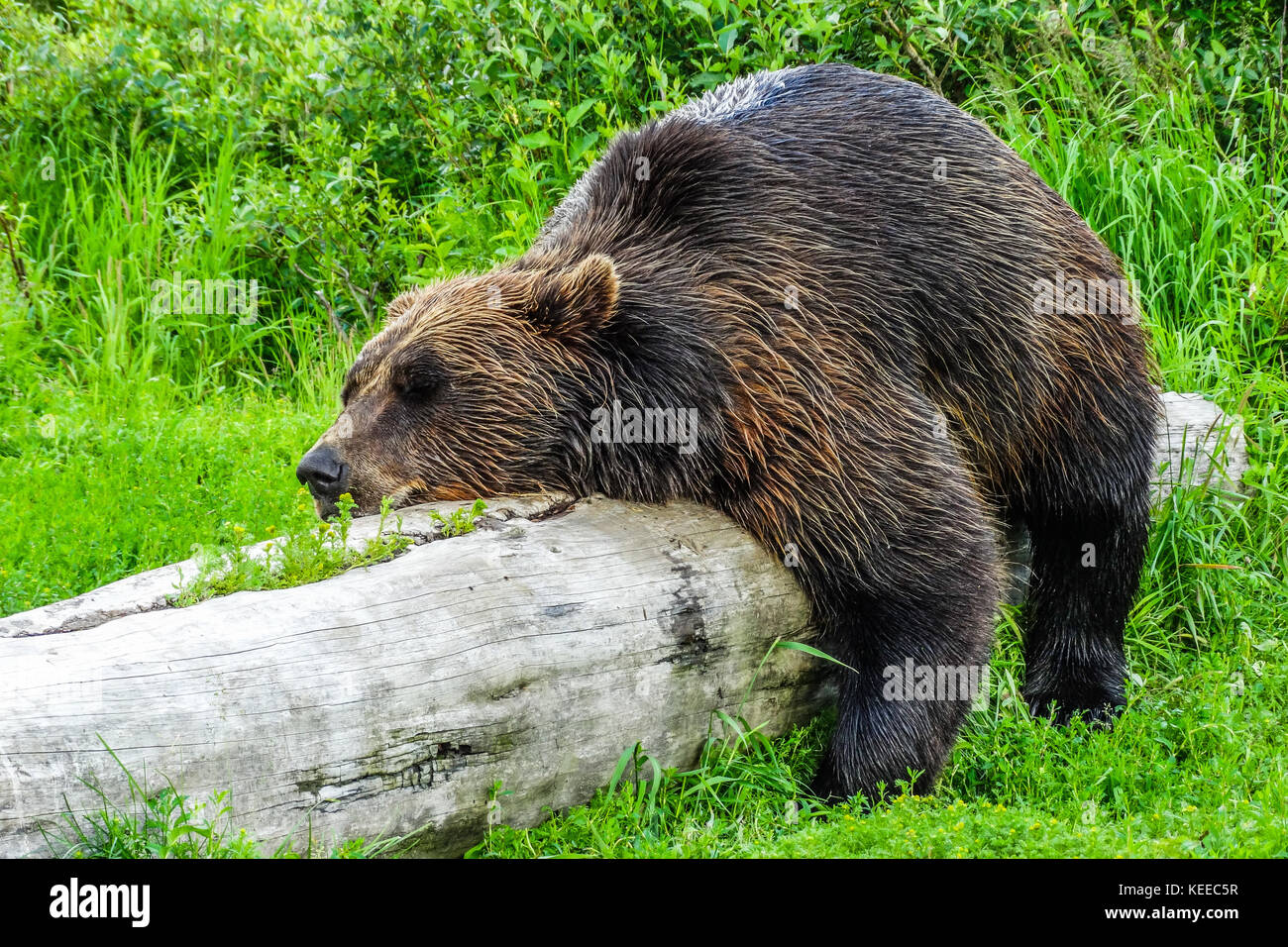 Brown bear sleeping on log hi-res stock photography and images - Alamy