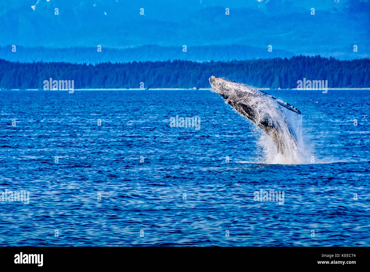 Humpback whale breaching alaska' hi-res stock photography and images ...