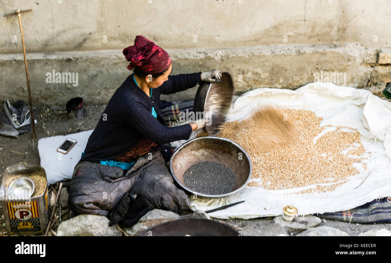 A woman roasting barley to make a traditional Ladakhi food called ...