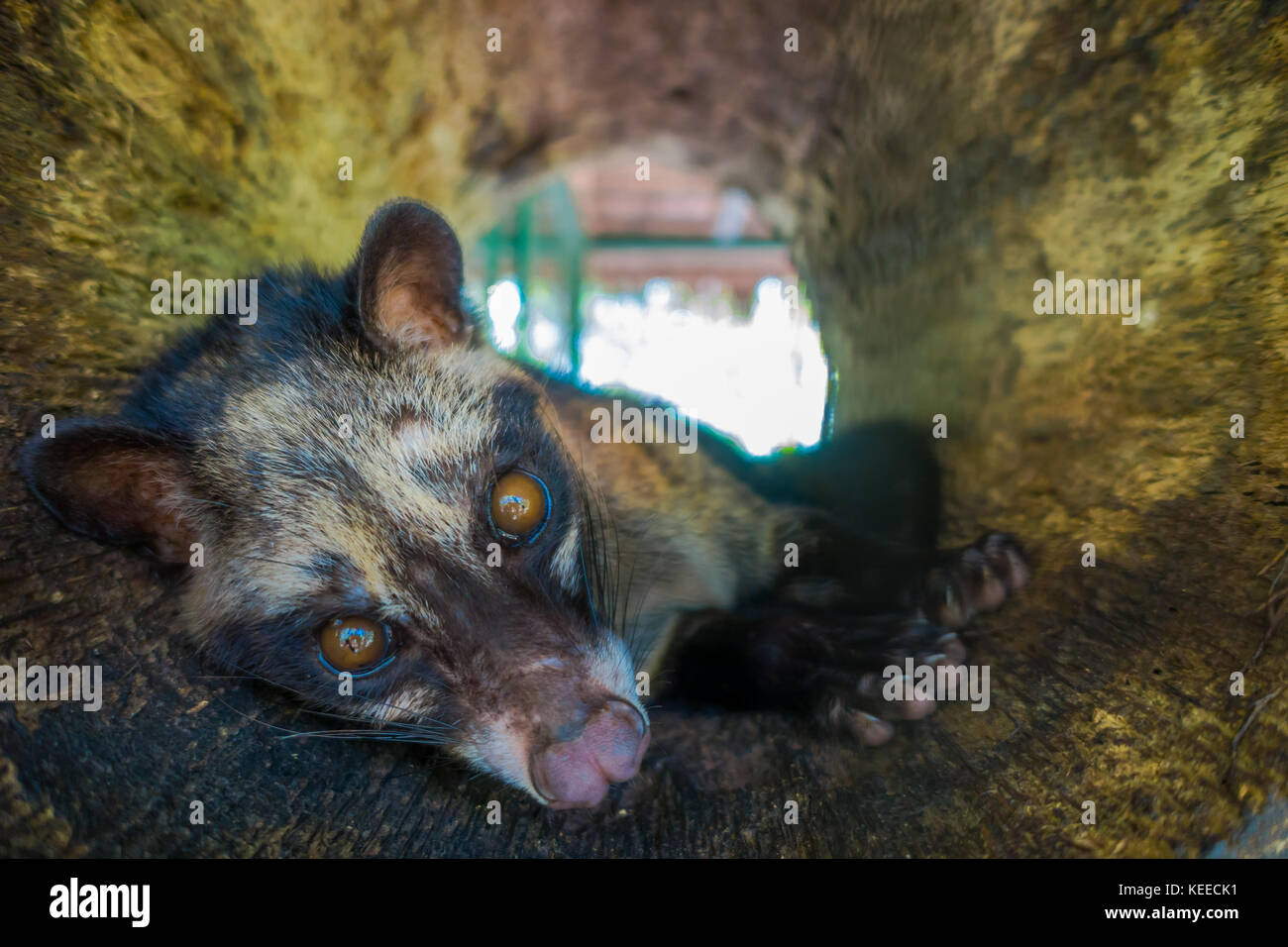 The animal civet is used for the production of expensive most gourmet ...