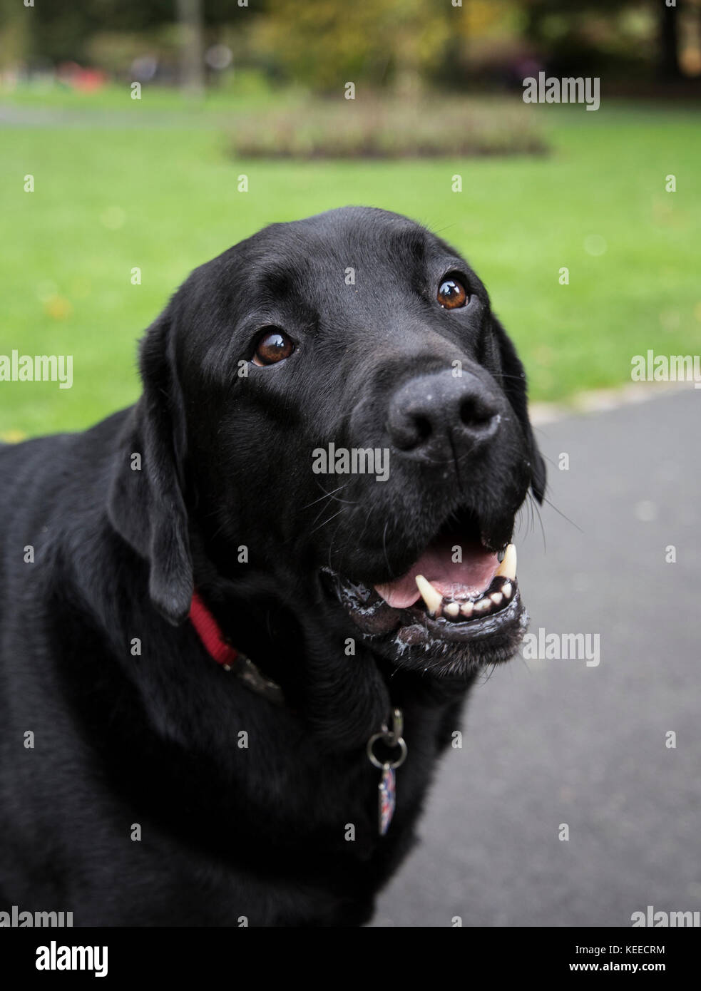 Grey Great Dane, Black lab, bull terrier in the park Stock Photo - Alamy