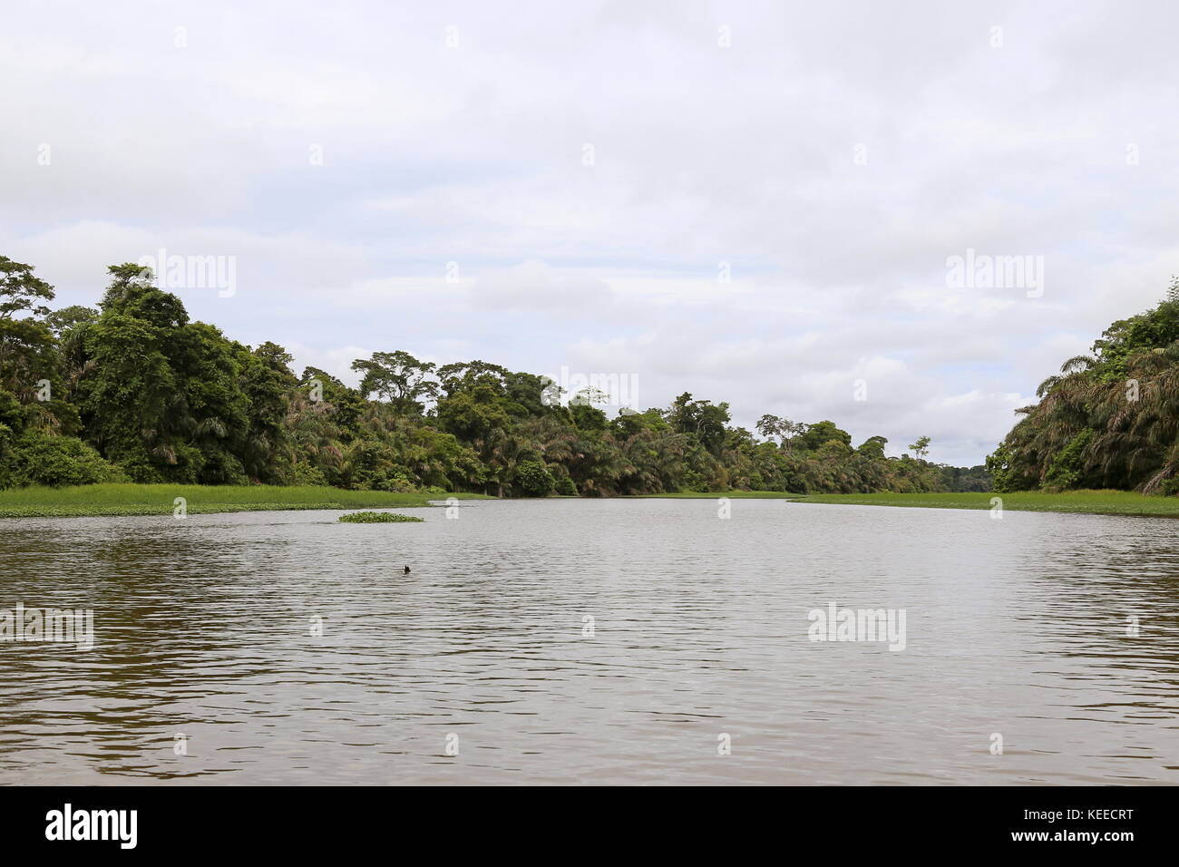 Tortuguero canals costa rica hi-res stock photography and images - Alamy