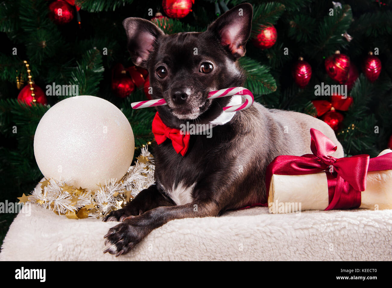 Small dog big bone hi-res stock photography and images - Alamy
