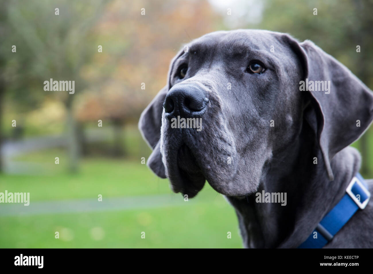Grey Great Dane, Black lab, bull terrier in the park Stock Photo - Alamy