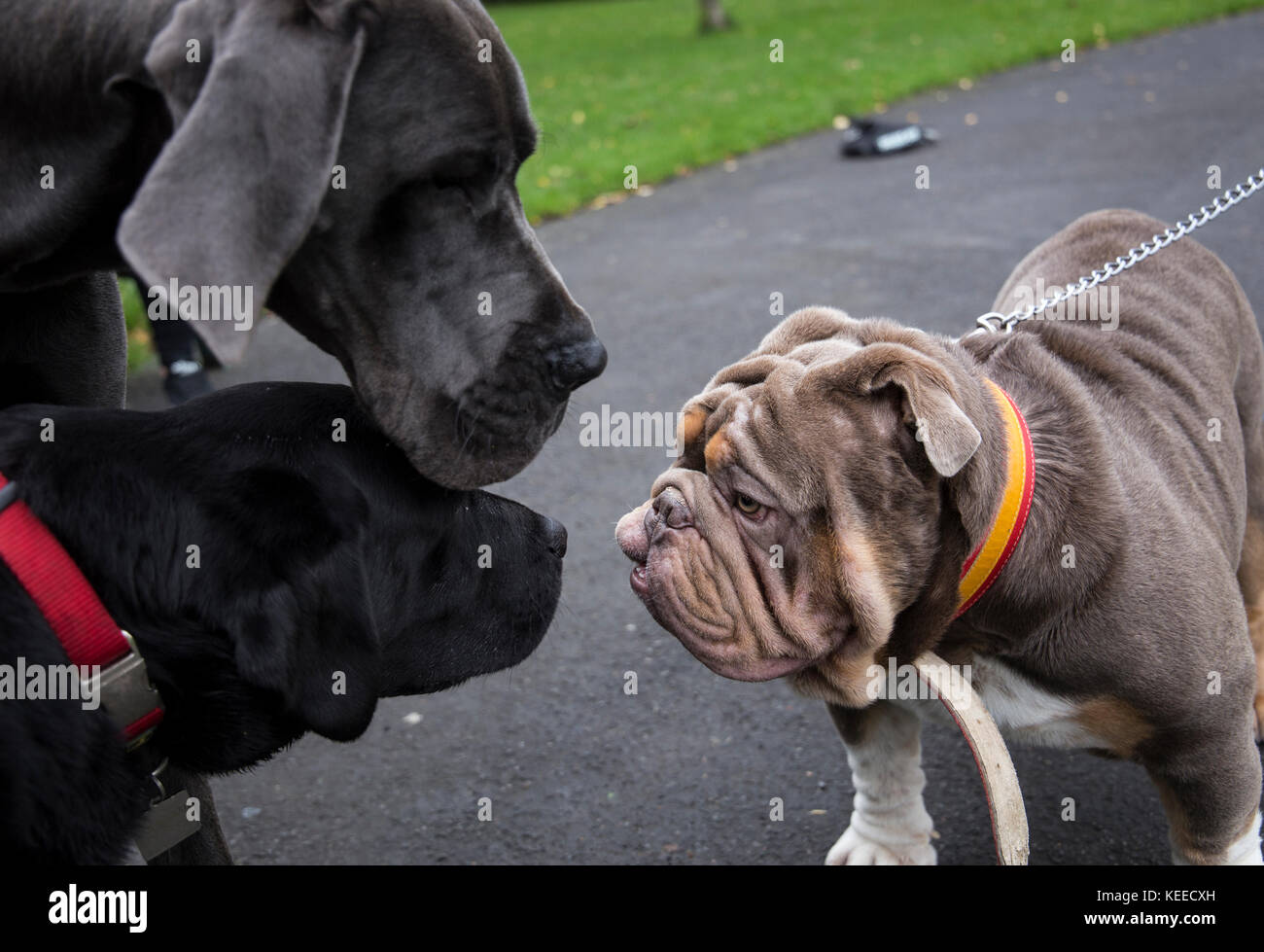 Grey Great Dane, Black lab, bull terrier in the park Stock Photo - Alamy