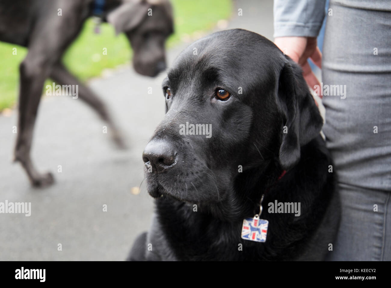English bull terrier profile hi-res stock photography and images - Alamy