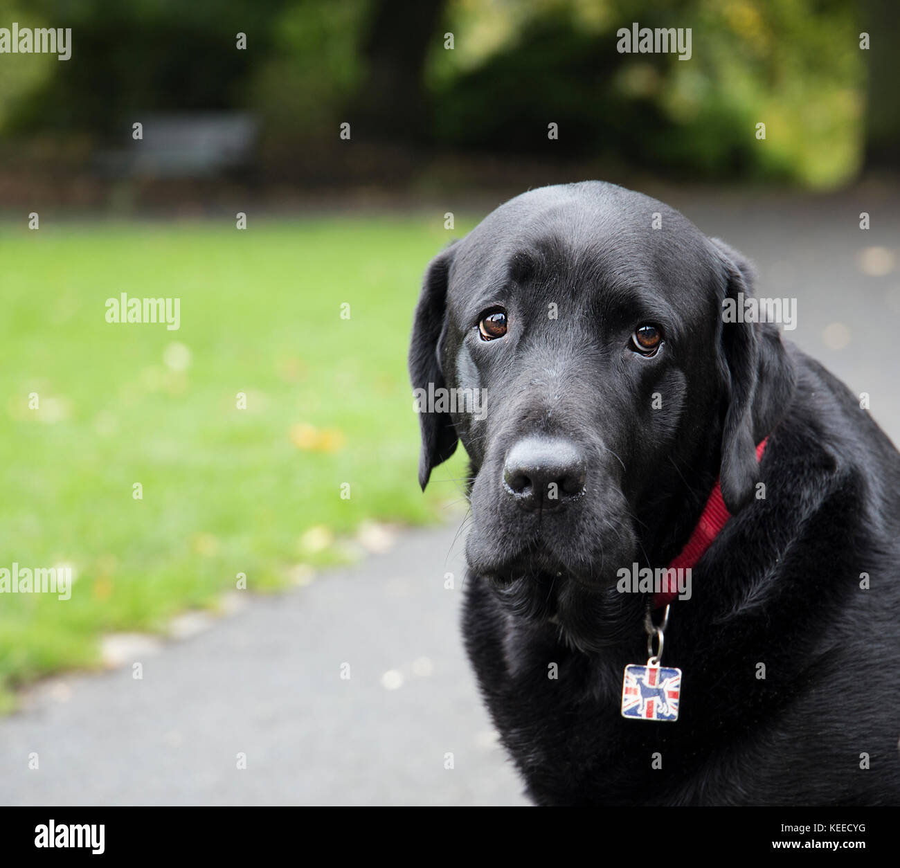 Grey Great Dane, Black lab, bull terrier in the park Stock Photo - Alamy