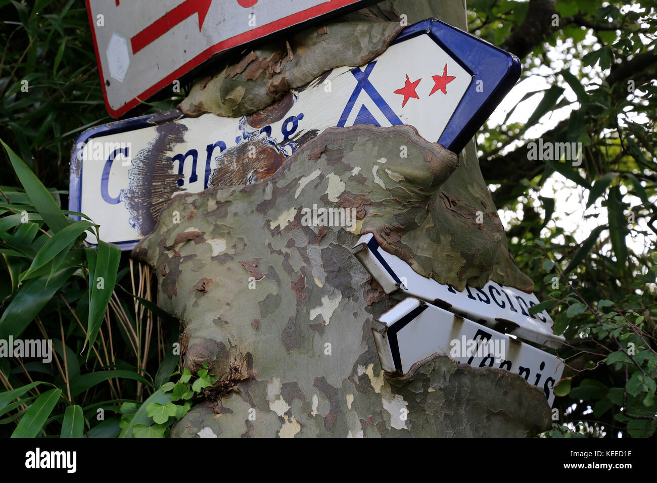 Trunk of old plane tree that has 'swallowed' i.e. tree has grown around ...