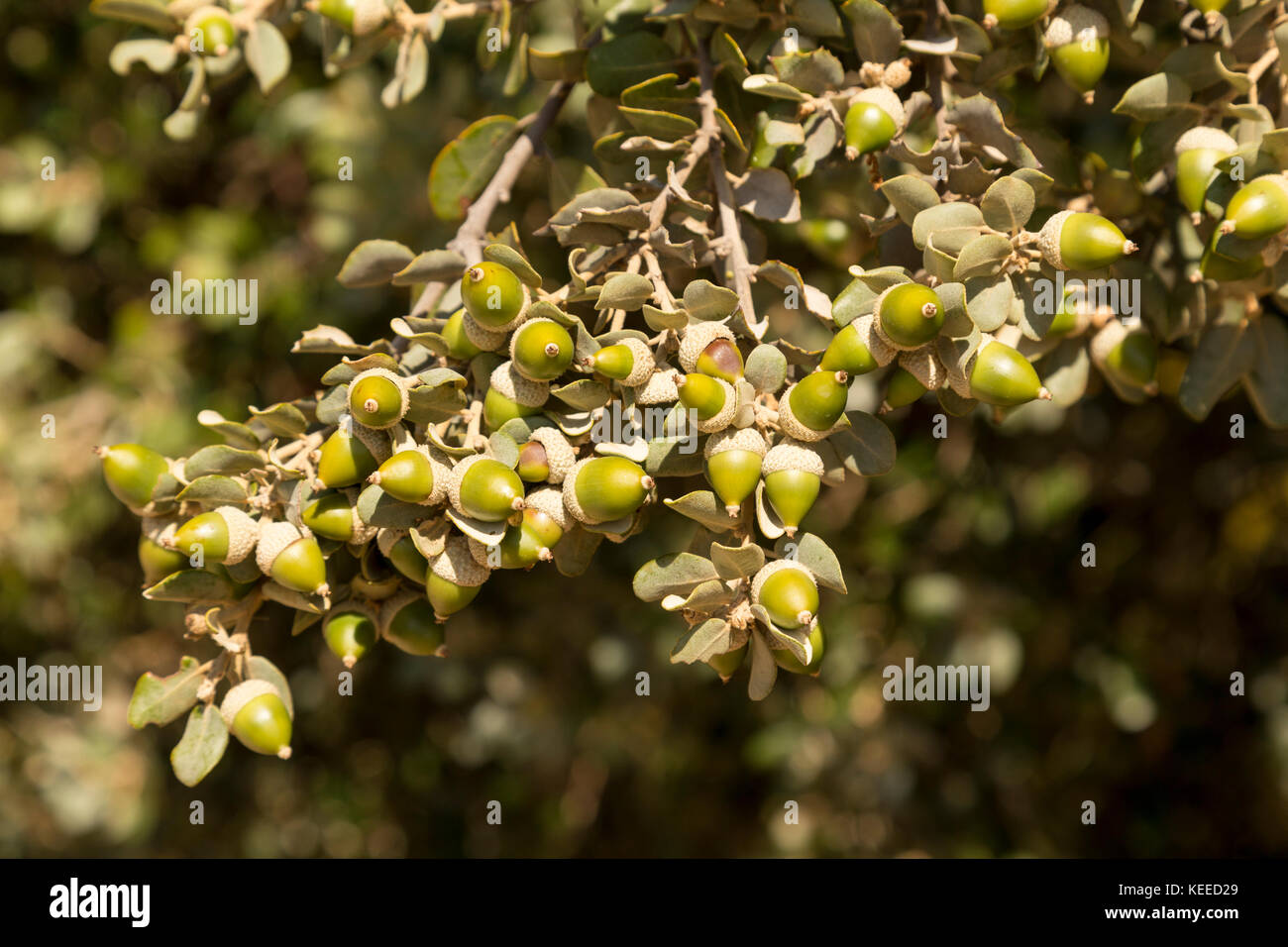 Acorns on oak tree hi-res stock photography and images - Alamy