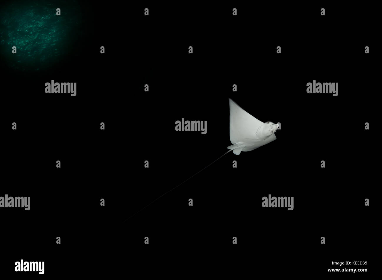 Spotted duckbill ray hi-res stock photography and images - Alamy