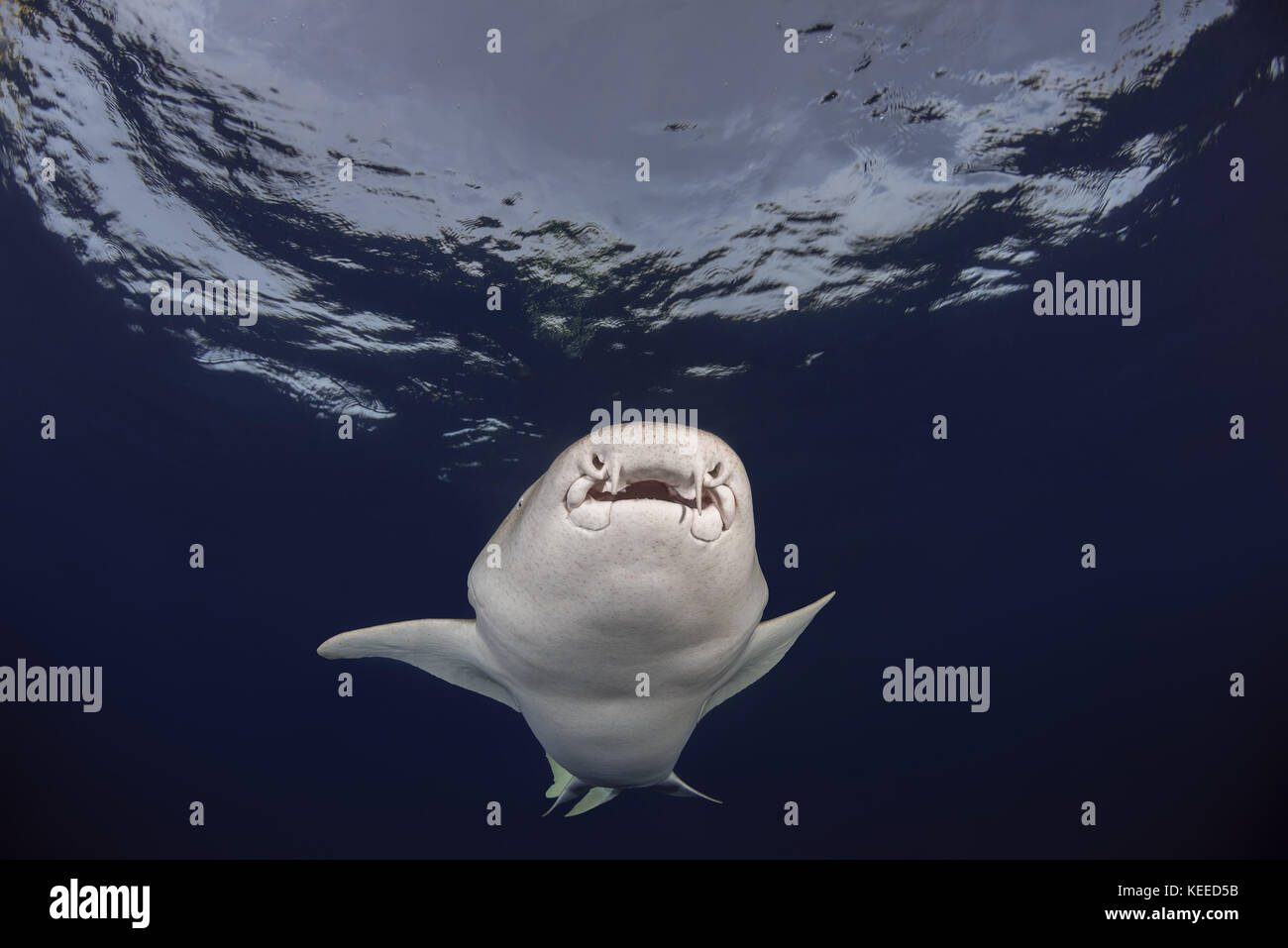 Fish spitting water hi-res stock photography and images - Alamy