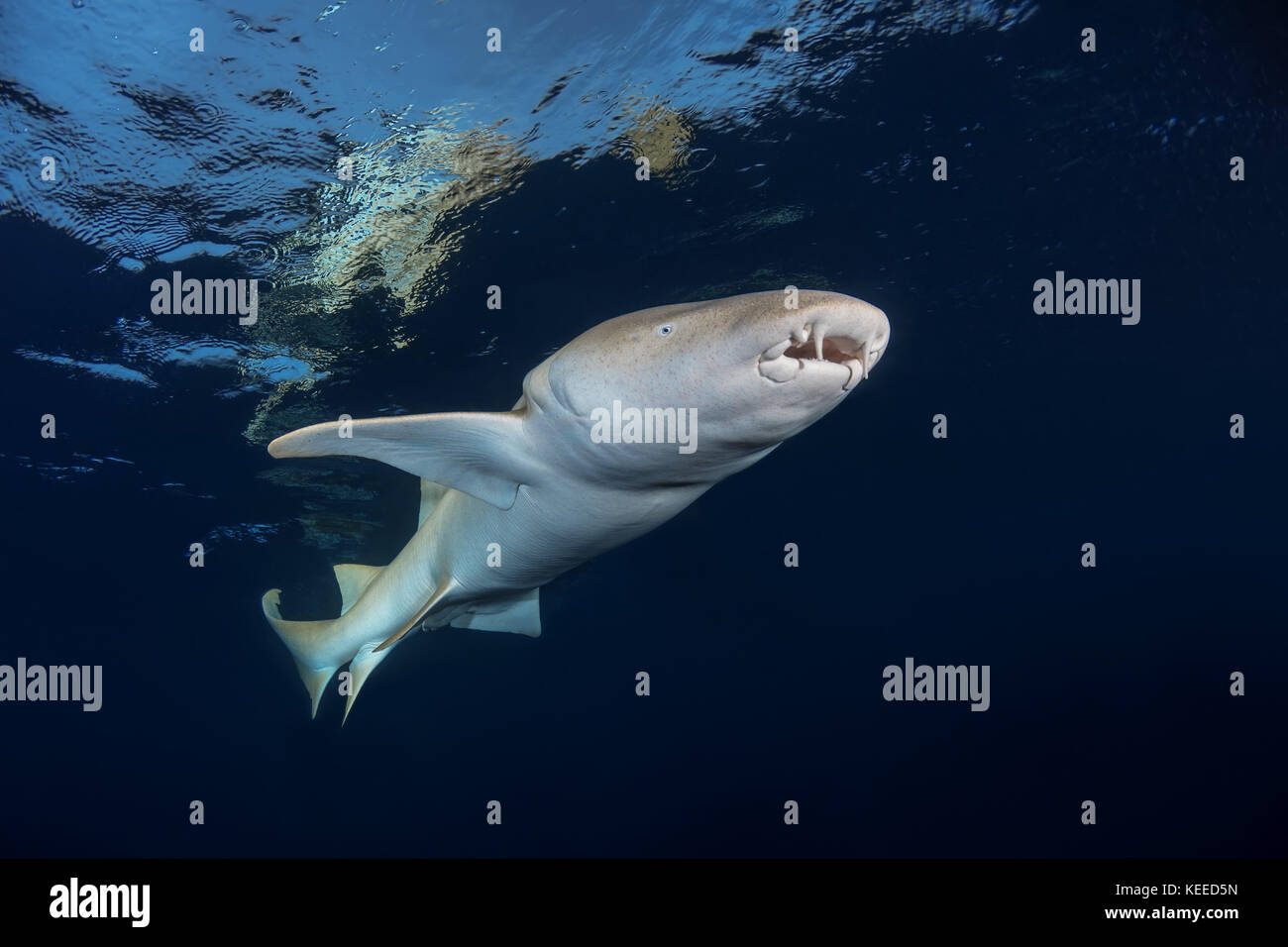 Fish spitting water hi-res stock photography and images - Alamy