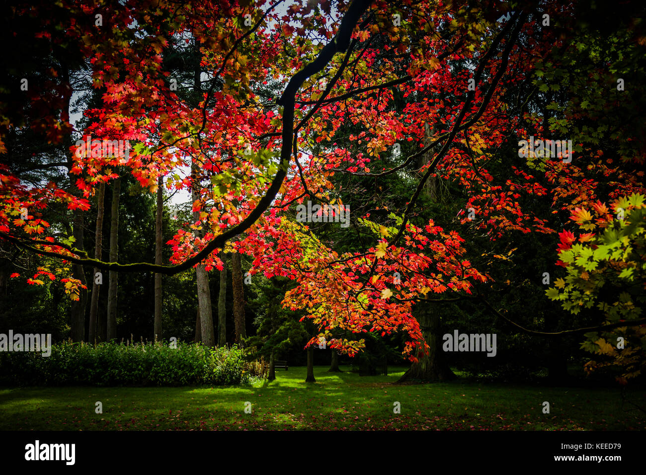 Westonbirt arboretum hi-res stock photography and images - Alamy