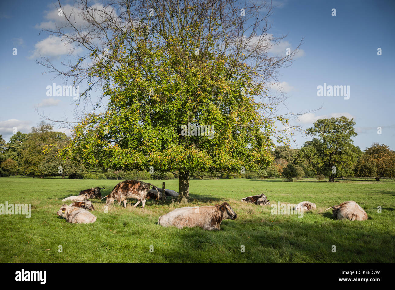 Visit Shugborough High Resolution Stock Photography and Images - Alamy