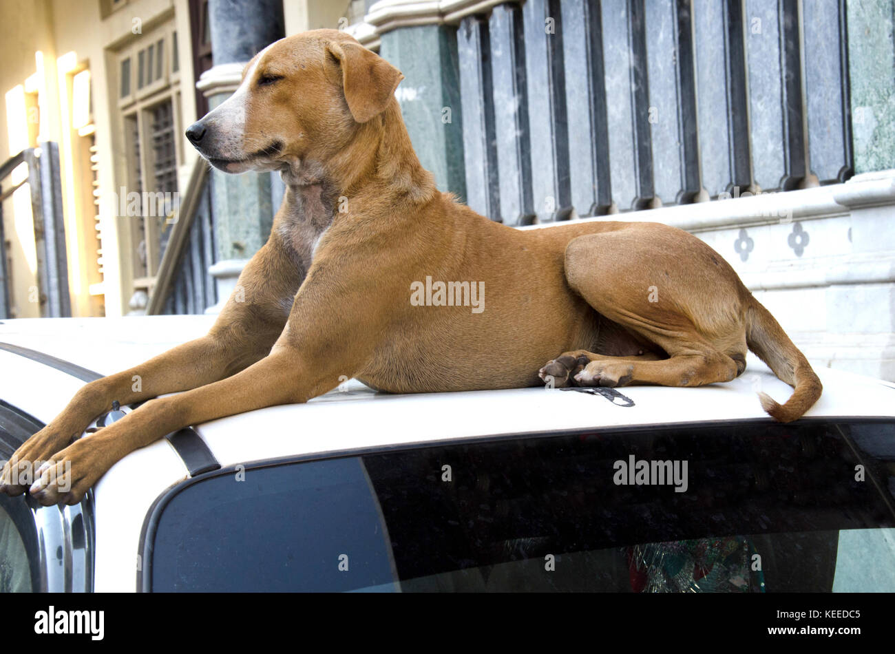 Homeless, abandoned, lonely dog on a street in the city of Ahmedabad ...