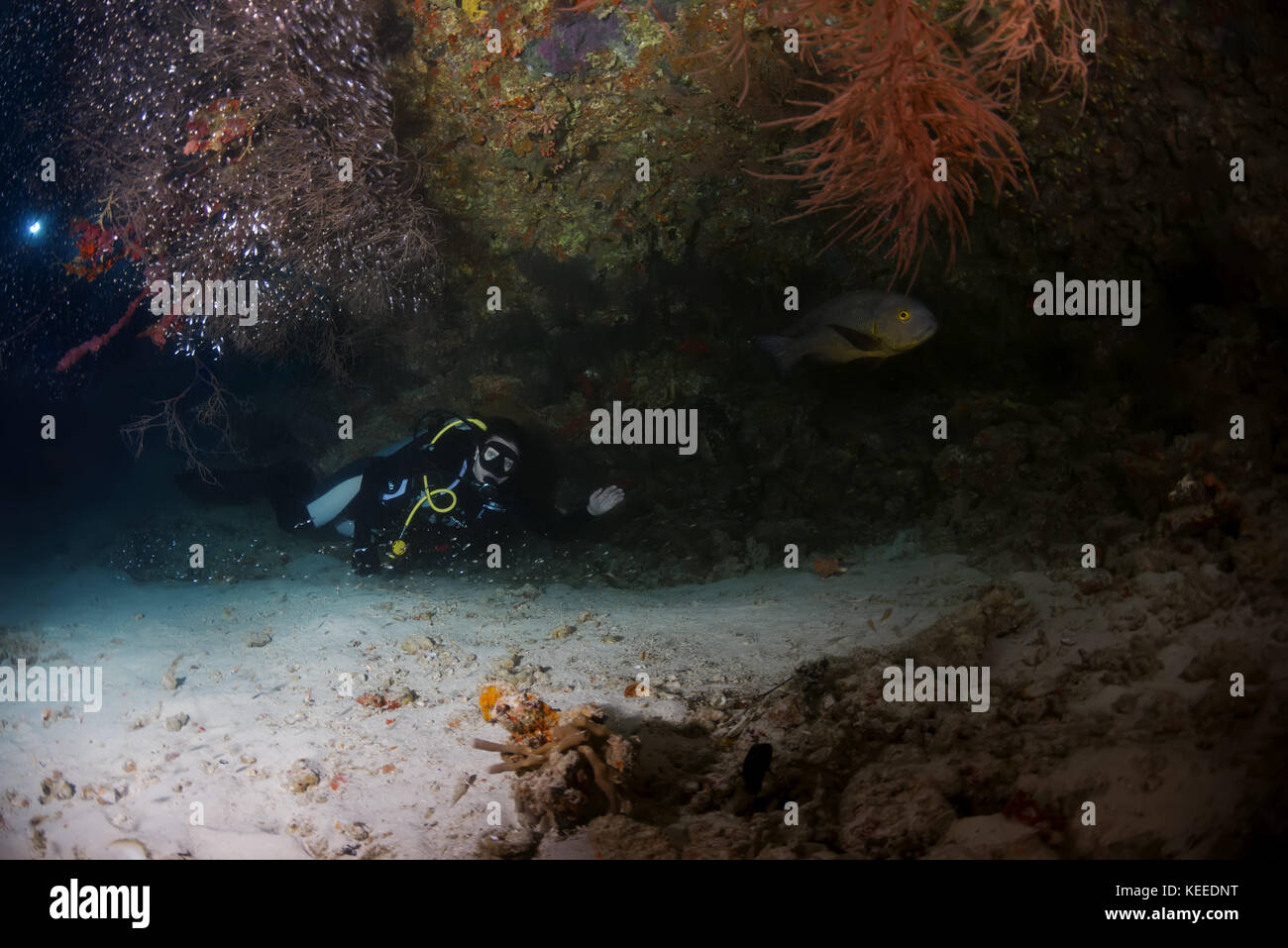 Female scuba diver swim near coral reef Stock Photo - Alamy