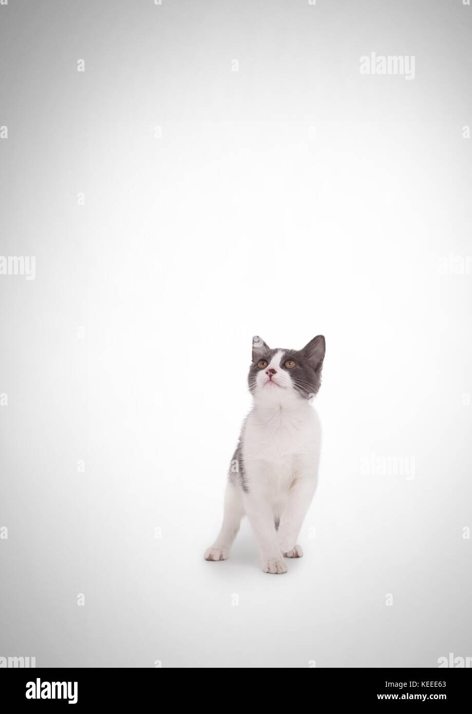 Digital composite of Cat looking up Stock Photo - Alamy