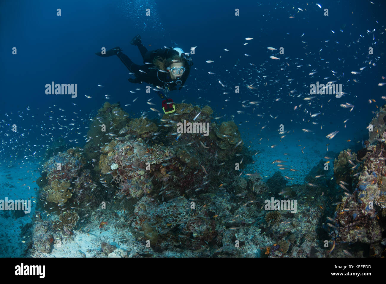 Female scuba diver swim near coral reef Stock Photo - Alamy