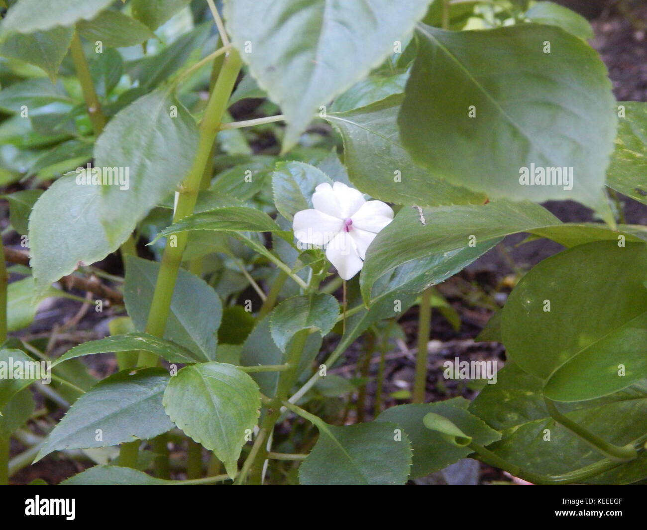 Una flor simple hi-res stock photography and images - Alamy