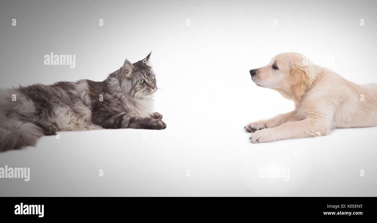 Digital composite of Cat and dog having a stare off Stock Photo - Alamy