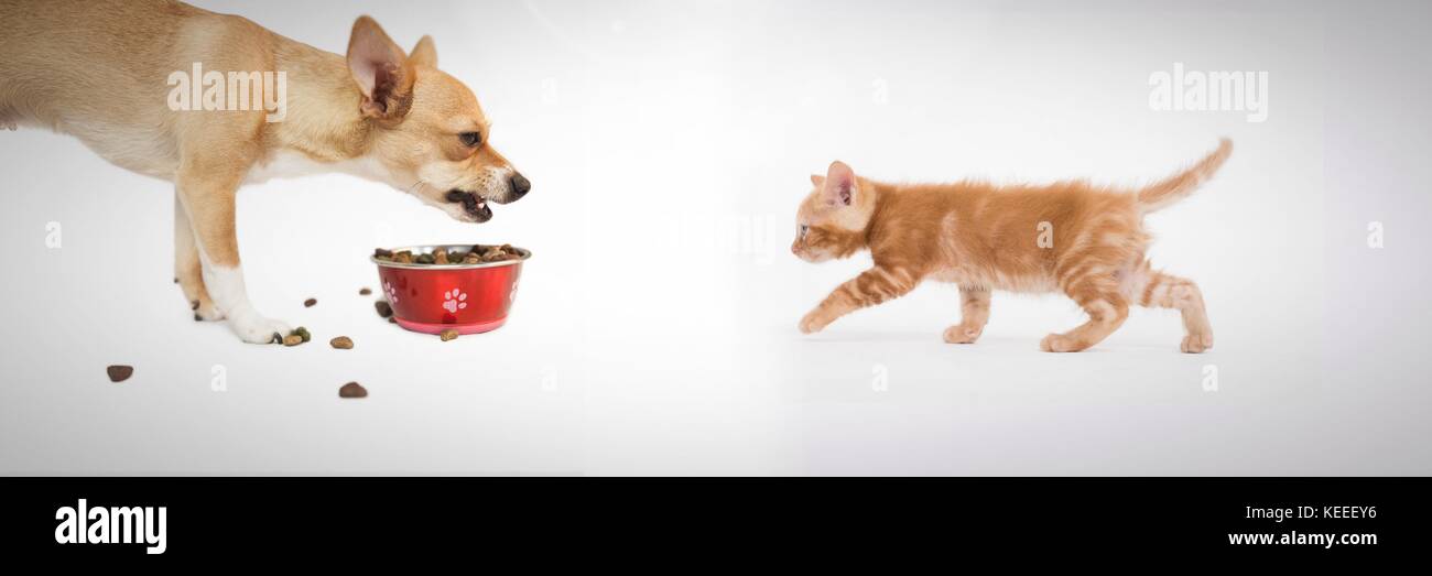 Digital composite of Grumpy dog eating and kitten Stock Photo - Alamy