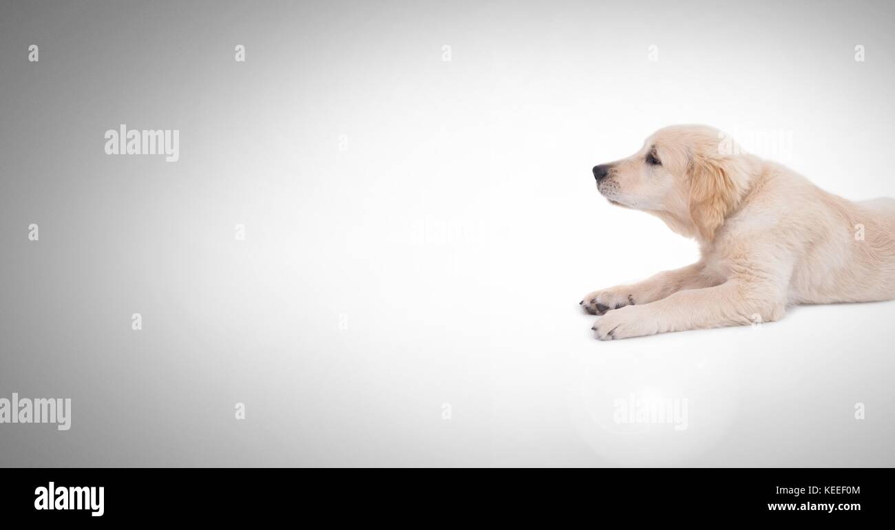 Exasperated Animal Funny