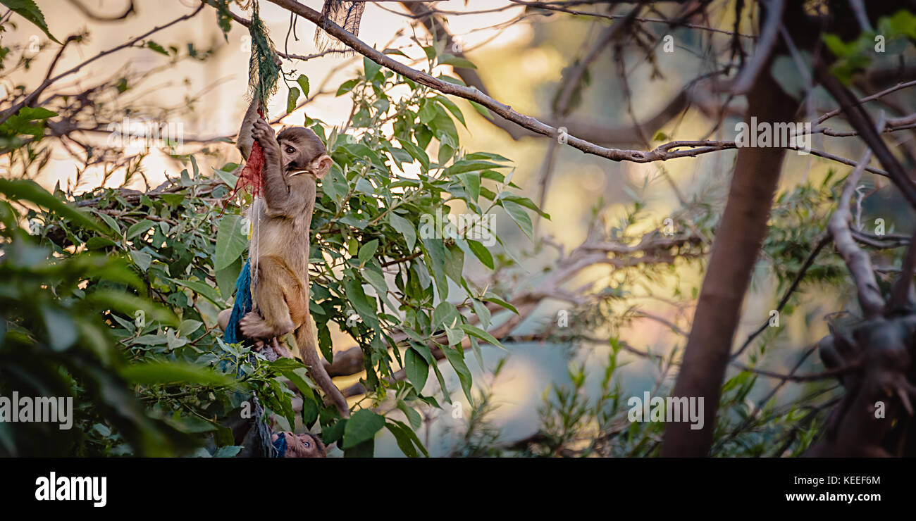 Animal climbing rope hi-res stock photography and images - Alamy