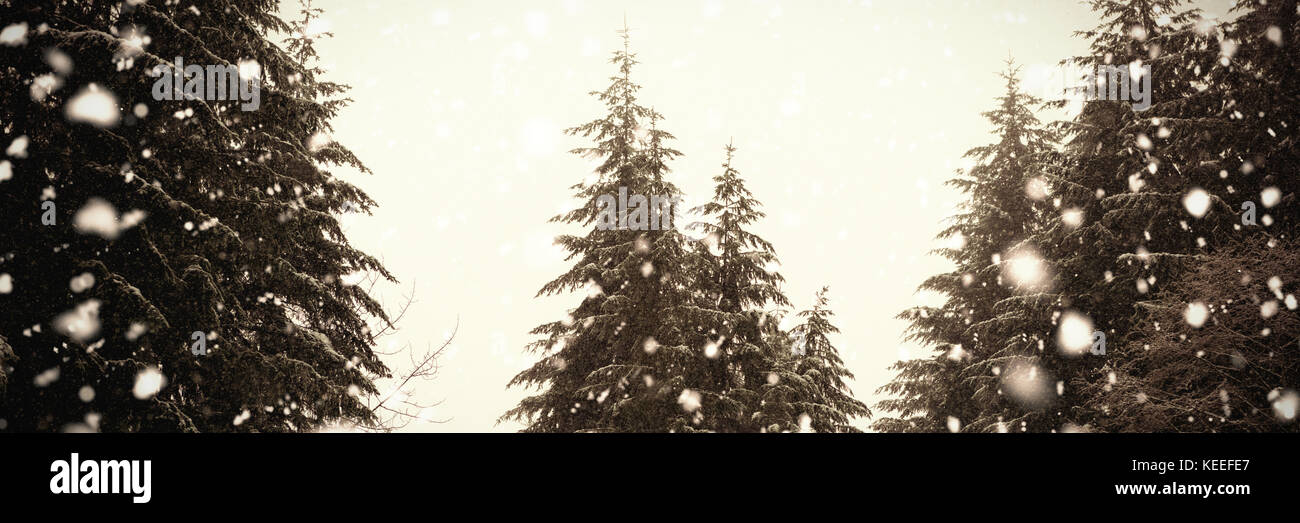 Huge tree coated snow hi-res stock photography and images - Alamy