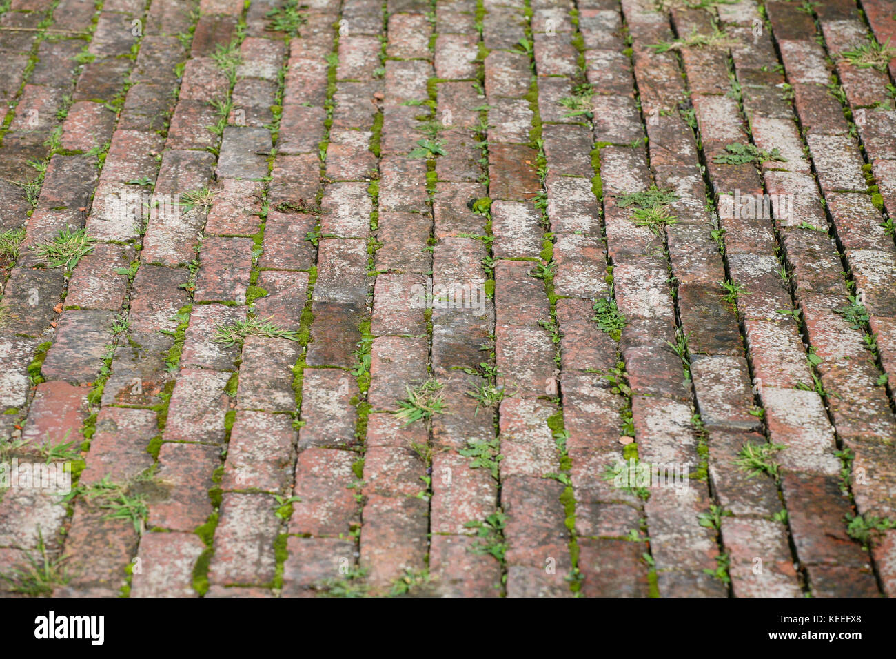 An old brick paved area, butt jointed bricks, with plants growing in ...
