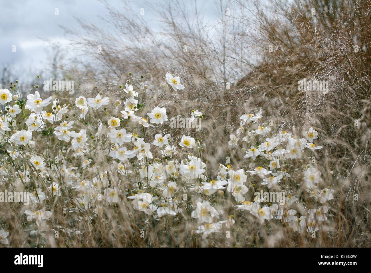 Anemone 'Honorine Jobert' / white japanese anemone amongst grasses ...