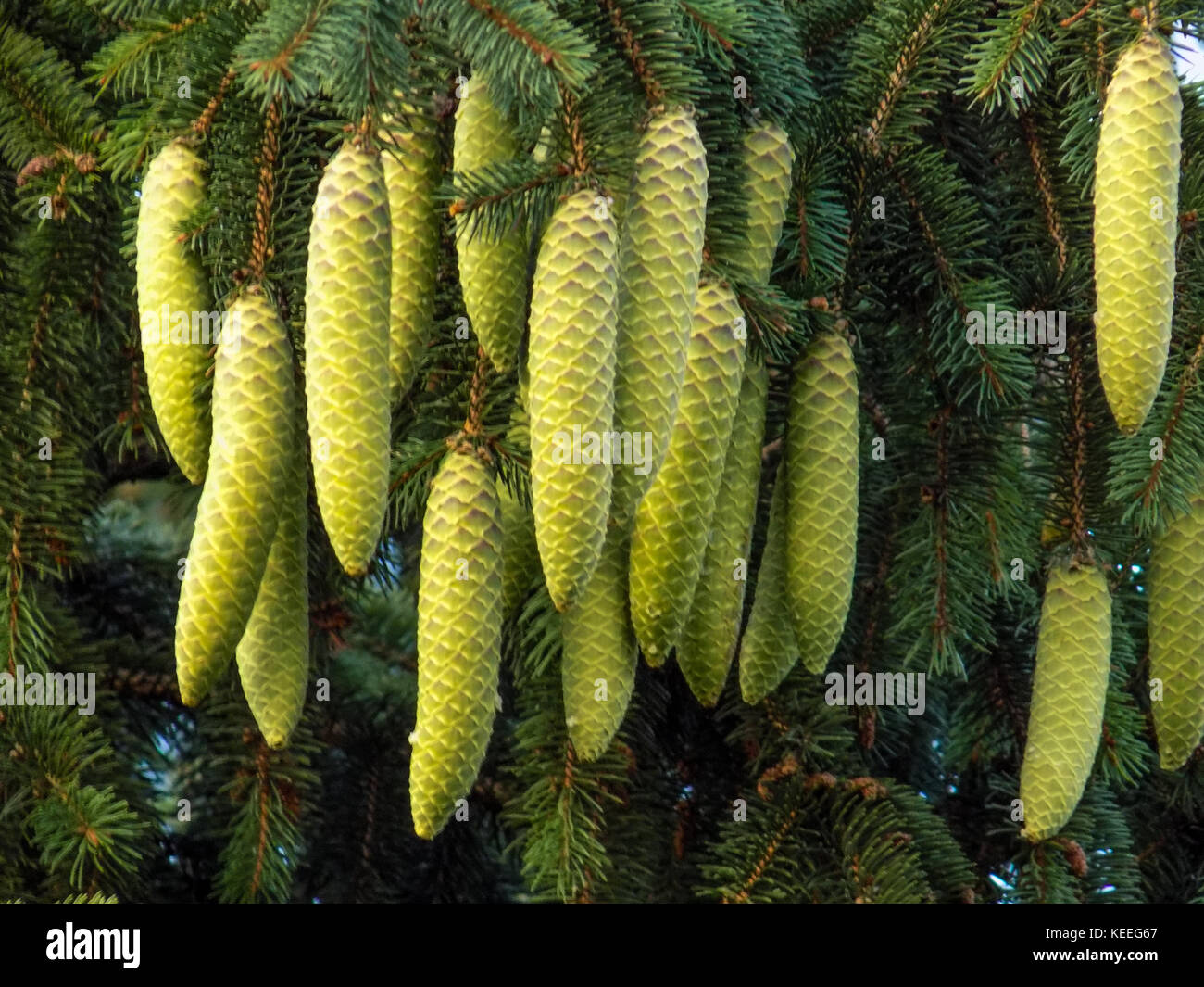 Cones hanging on spruce Stock Photo - Alamy