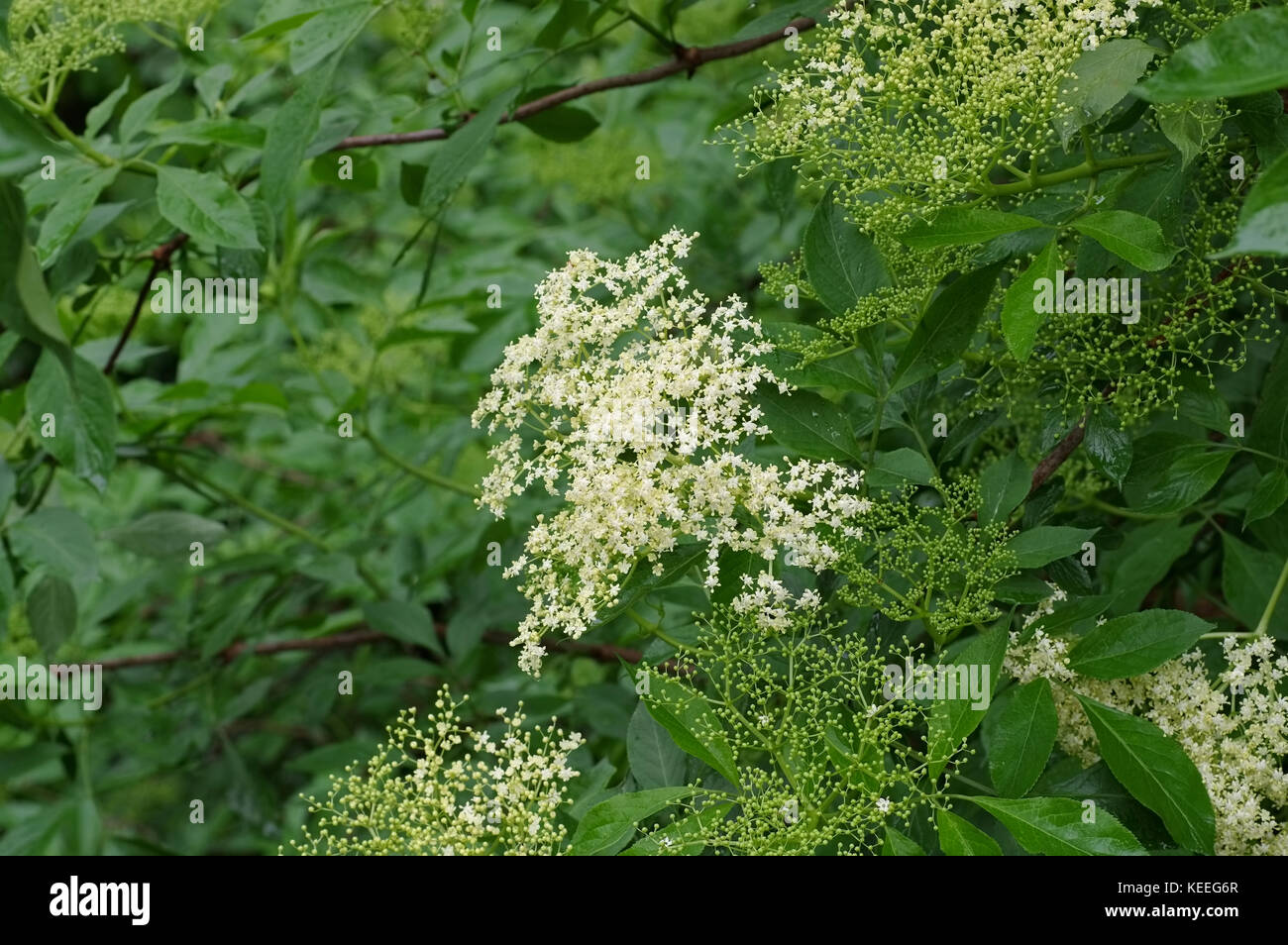 white elder flower in springtime Stock Photo - Alamy