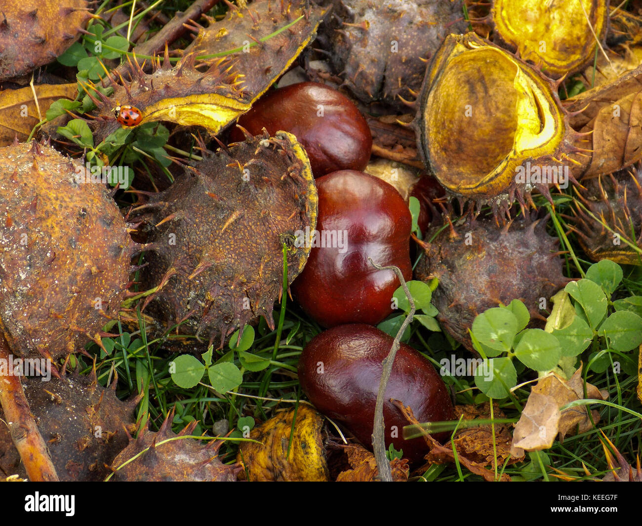 Autumn chestnut fruit Stock Photo - Alamy