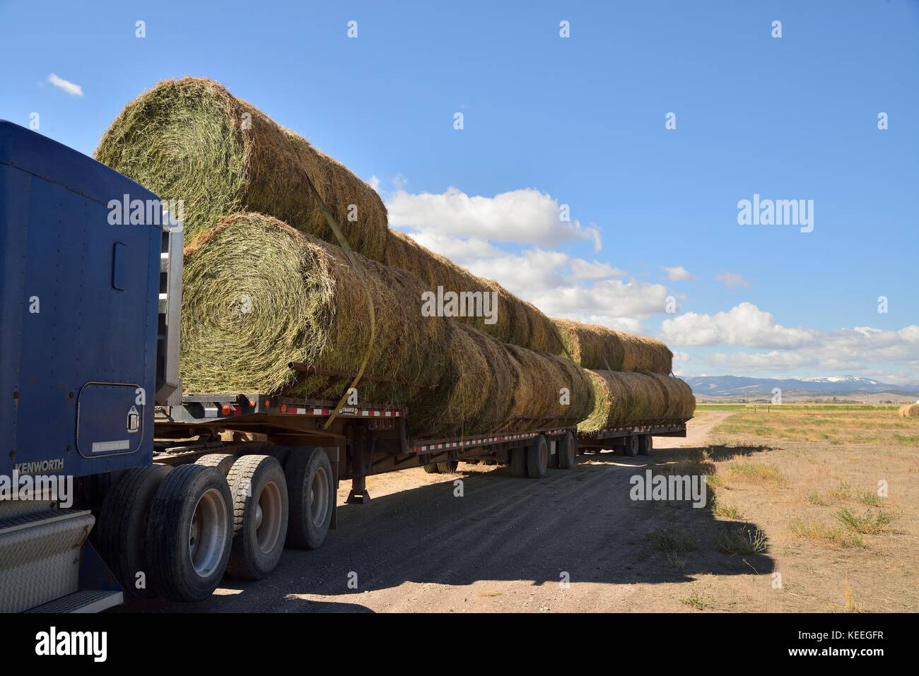 Round Bales of Hay, ready for transport Stock Photo - Alamy