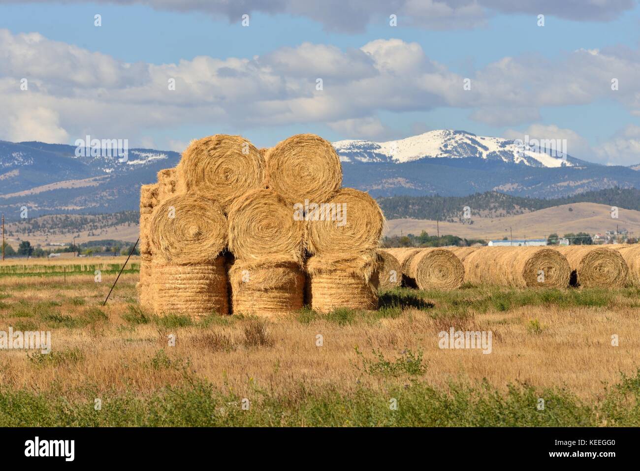 Agriculture Round Bales Alfalfa Hay Stock Photos & Agriculture Round ...