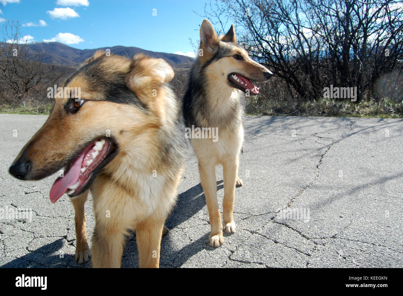 Two stray dogs,Image of a Stock Photo - Alamy