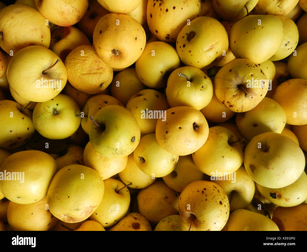 Picture of a lot of rotten apples Stock Photo - Alamy