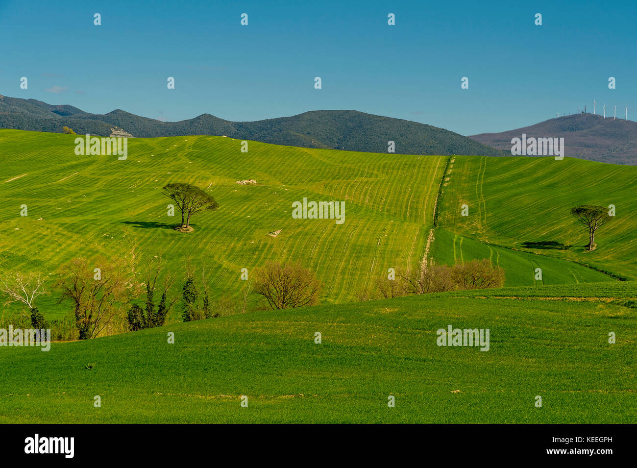 Italy Tuscany Orciano Pisano Province of Pisa Stock Photo - Alamy