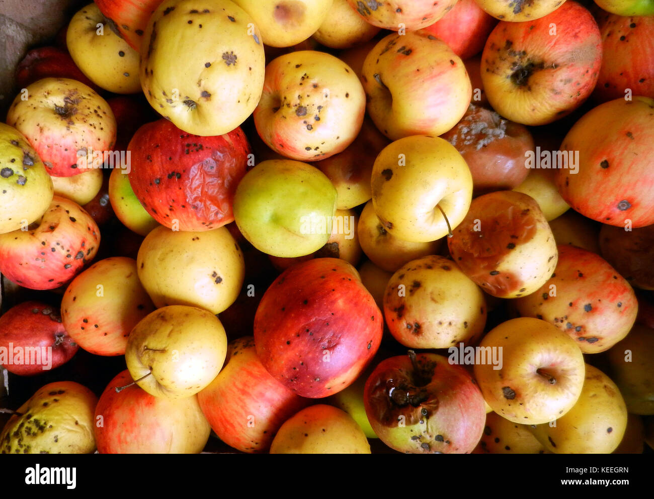 Picture of a lot of rotten apples Stock Photo - Alamy