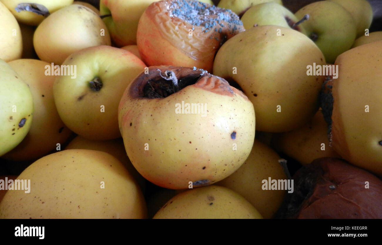 Picture of a lot of rotten apples Stock Photo - Alamy