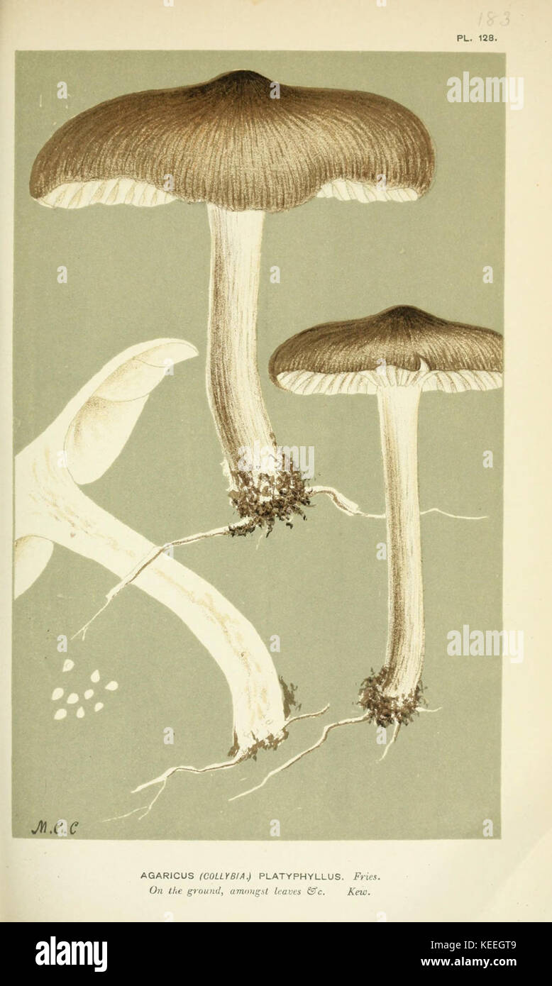 Illustrations of British Fungi (Hymenomycetes), to serve as an atlas to ...