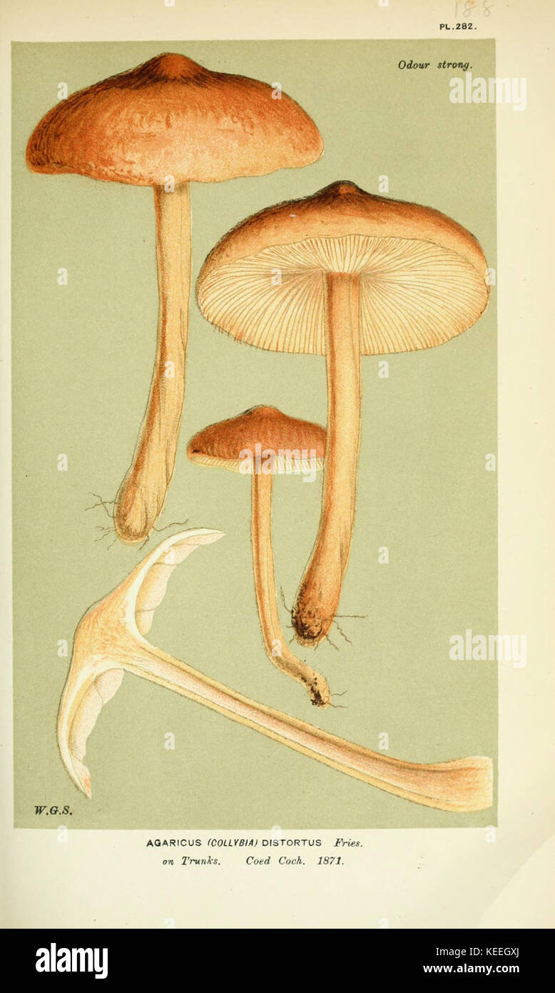 Illustrations of British Fungi (Hymenomycetes), to serve as an atlas to ...