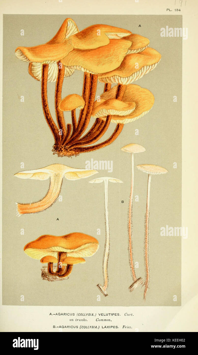 Illustrations of British Fungi (Hymenomycetes), to serve as an atlas to ...