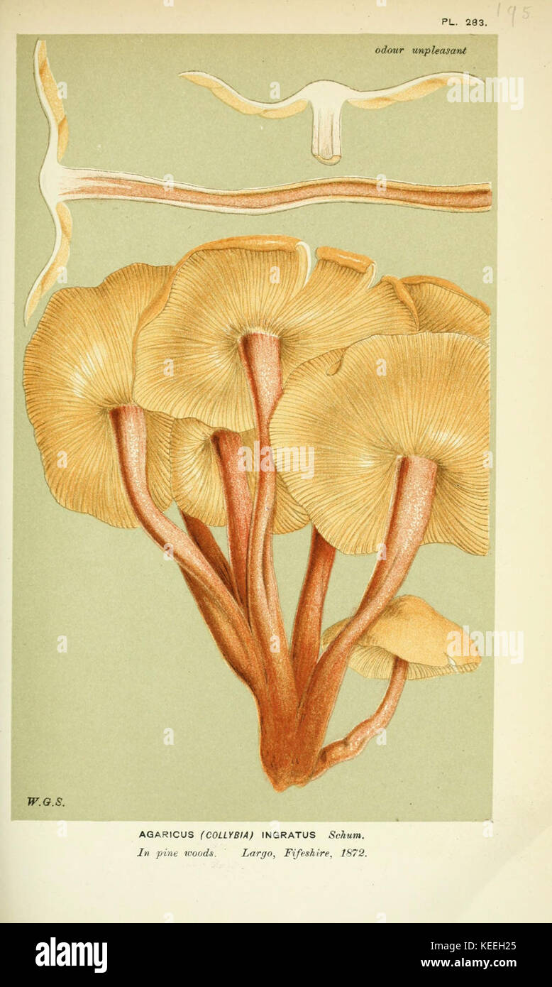 Illustrations of British Fungi (Hymenomycetes), to serve as an atlas to ...